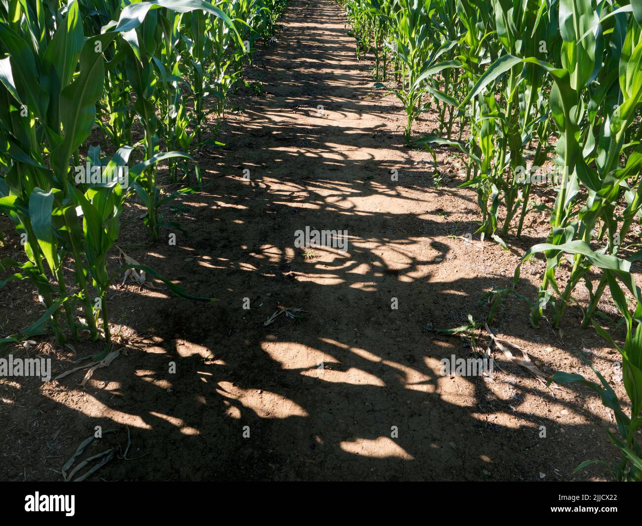Maize in not a common crop in Oxfordshire. But here is a field of the ...