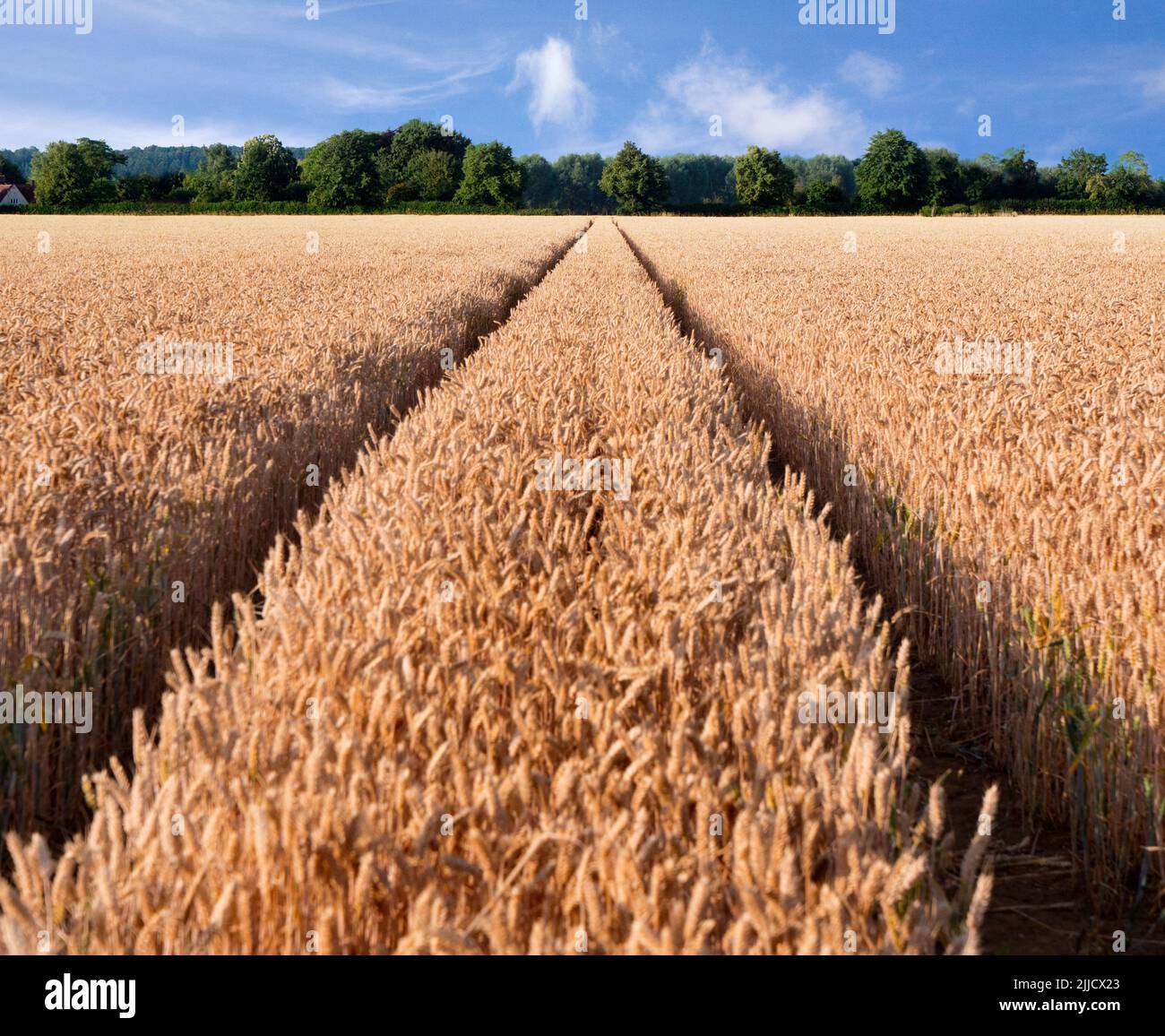 Here is a nearly ripe field of wheat by the Thames close to Sandford ...