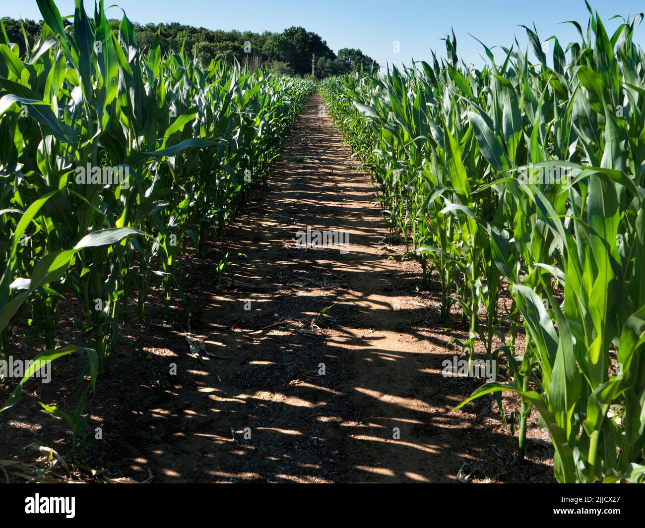 Maize in not a common crop in Oxfordshire. But here is a field of the ...