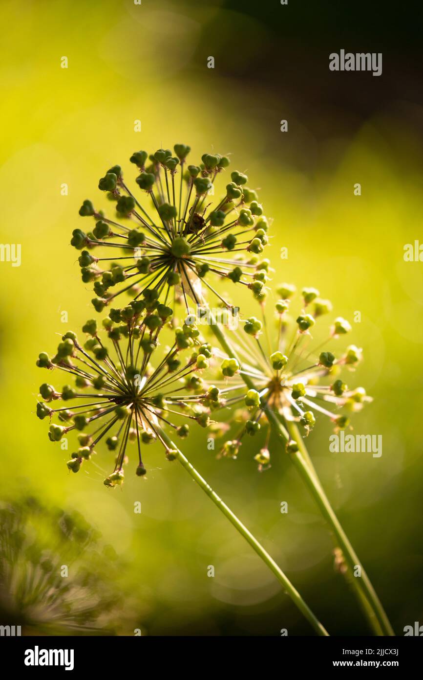 Blooming onion on a blurred background in the garden Stock Photo - Alamy