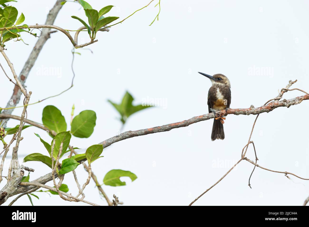 Pale-headed jacamar Brachygalba goeringi, adult, perched in tree ...