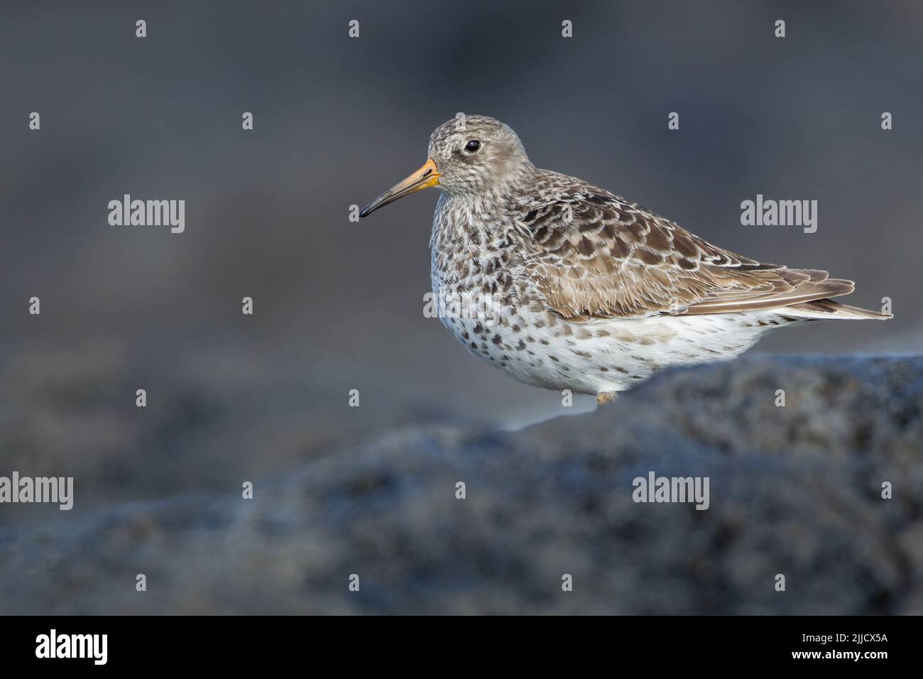 Purple sandpiper Calidris maritima, on rocks, São Miguel, Azores, April ...