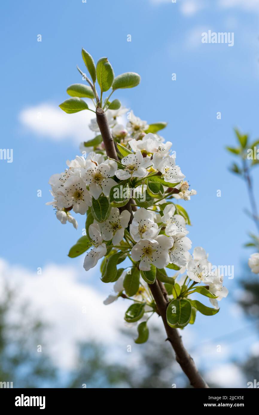 Pyrus communis, (Pear) branch in full bloom Stock Photo - Alamy