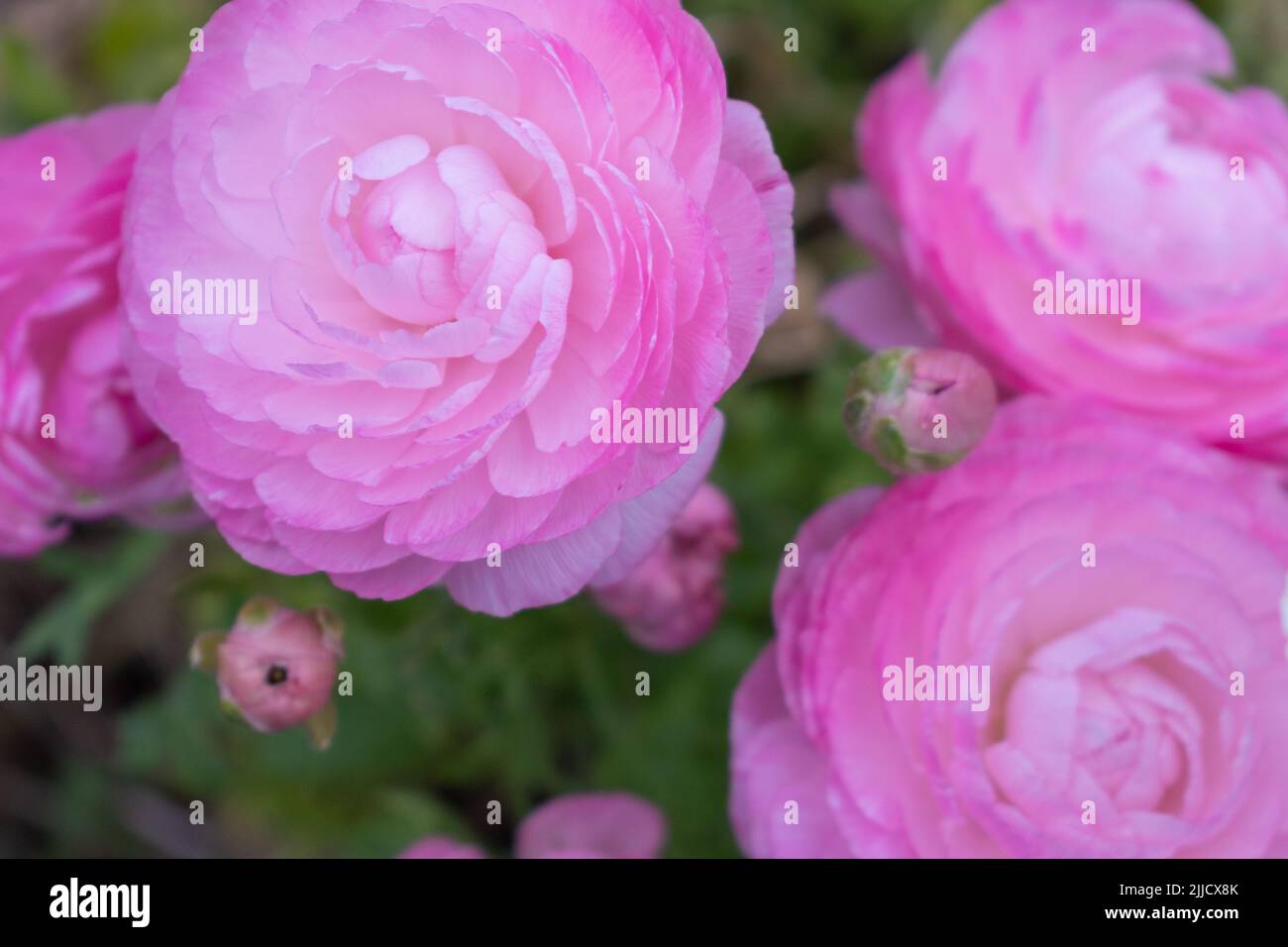 Ranunculus asiaticus Tecolote Pink (Persian buttercup Stock Photo - Alamy