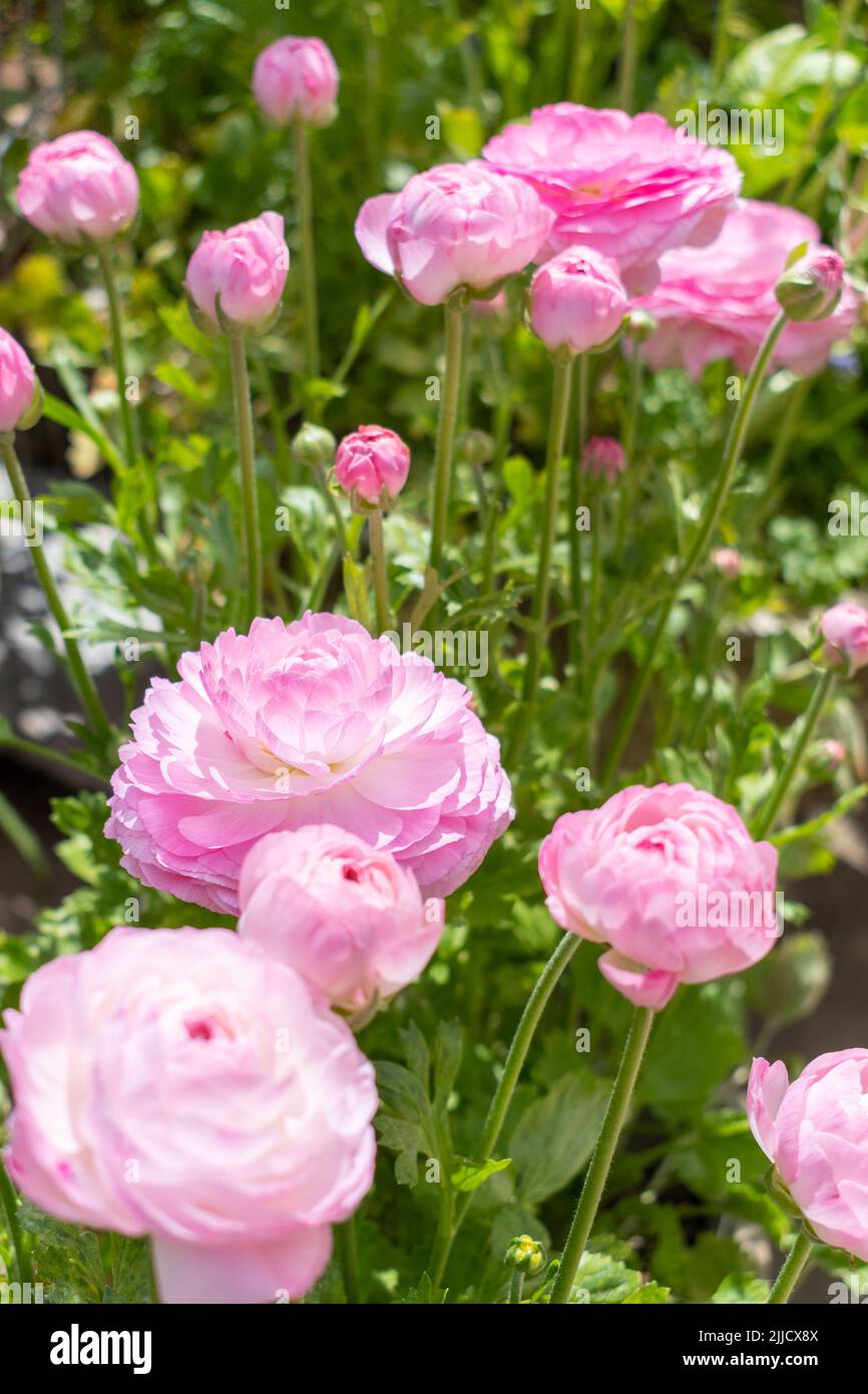 Ranunculus asiaticus Tecolote Pink (Persian buttercup Stock Photo - Alamy