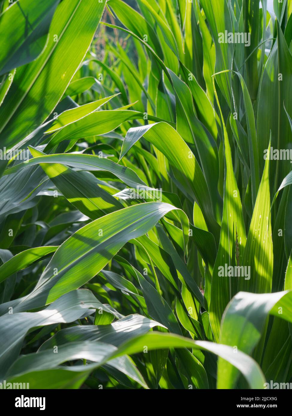 Maize is one of the great staple crops of the world. It was first ...