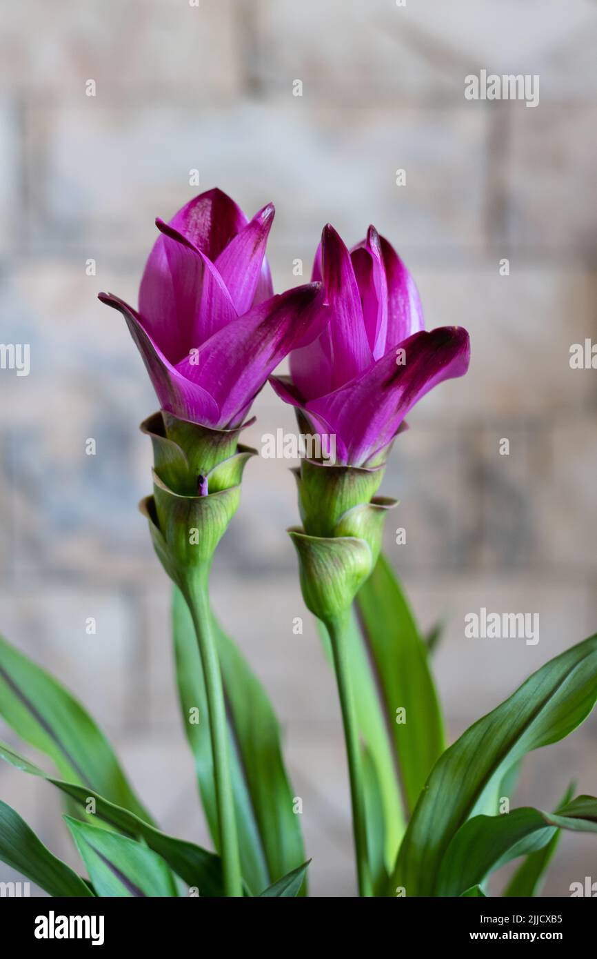 Curcuma flowers with green leaves close up Stock Photo - Alamy