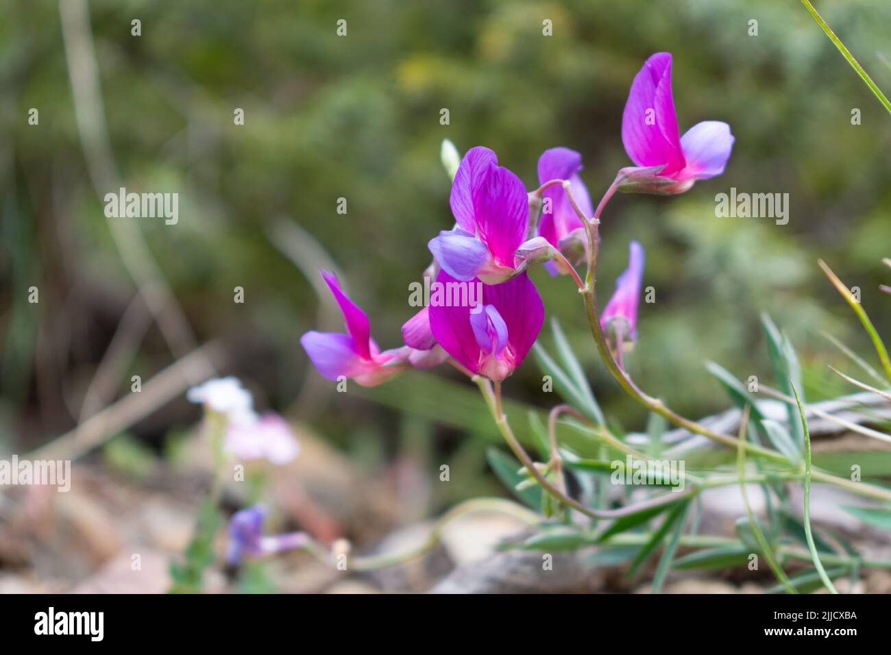 Orobus sessilifolius hi-res stock photography and images - Alamy