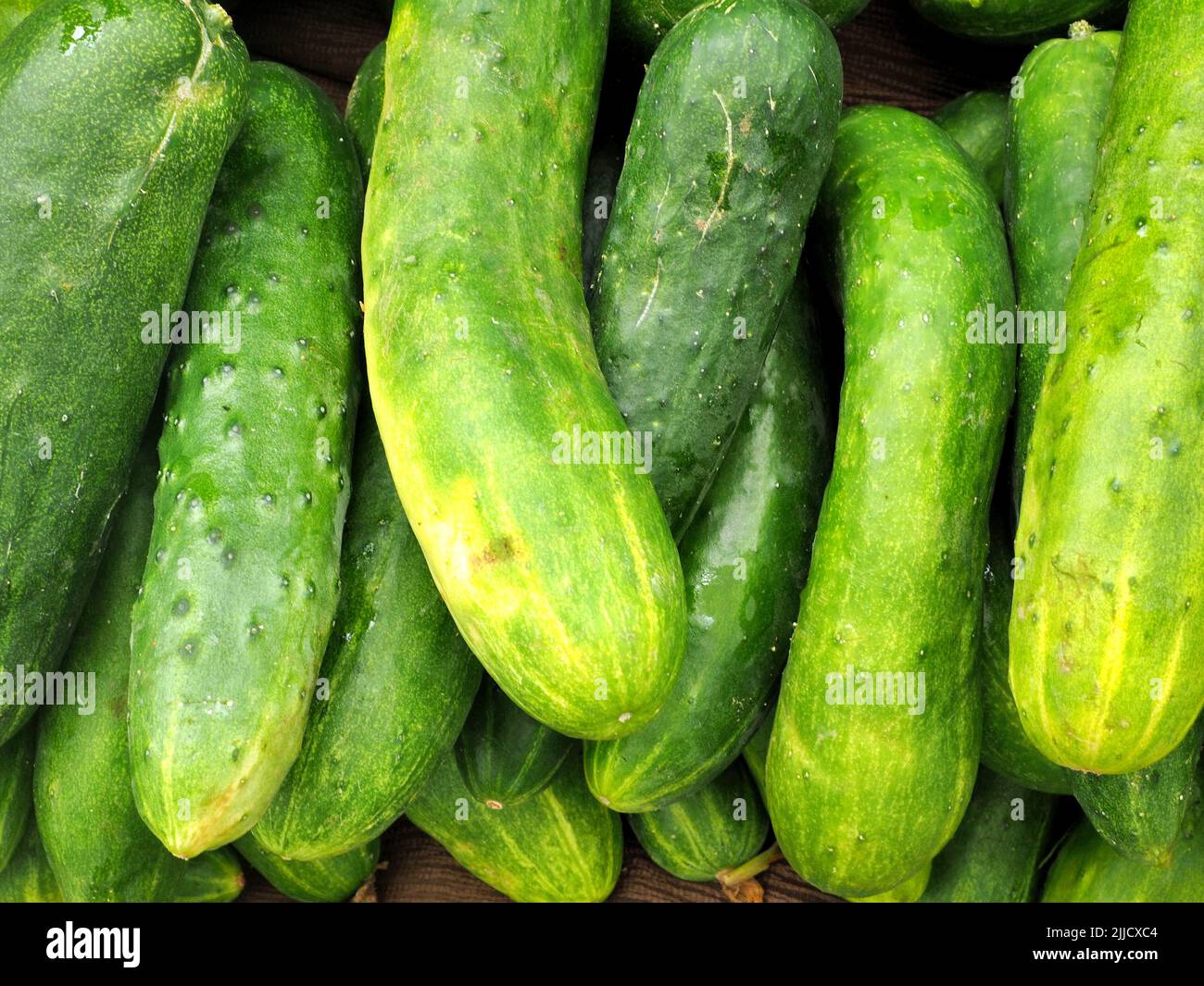 Fresh organic cucumbers in stall at Eugene Saturday Market Stock Photo ...