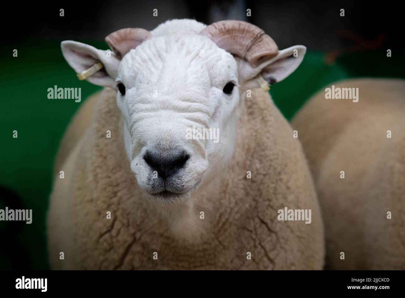 Close up on the face of a Hill Cheviot ram at a ram sale, Lockerbie ...
