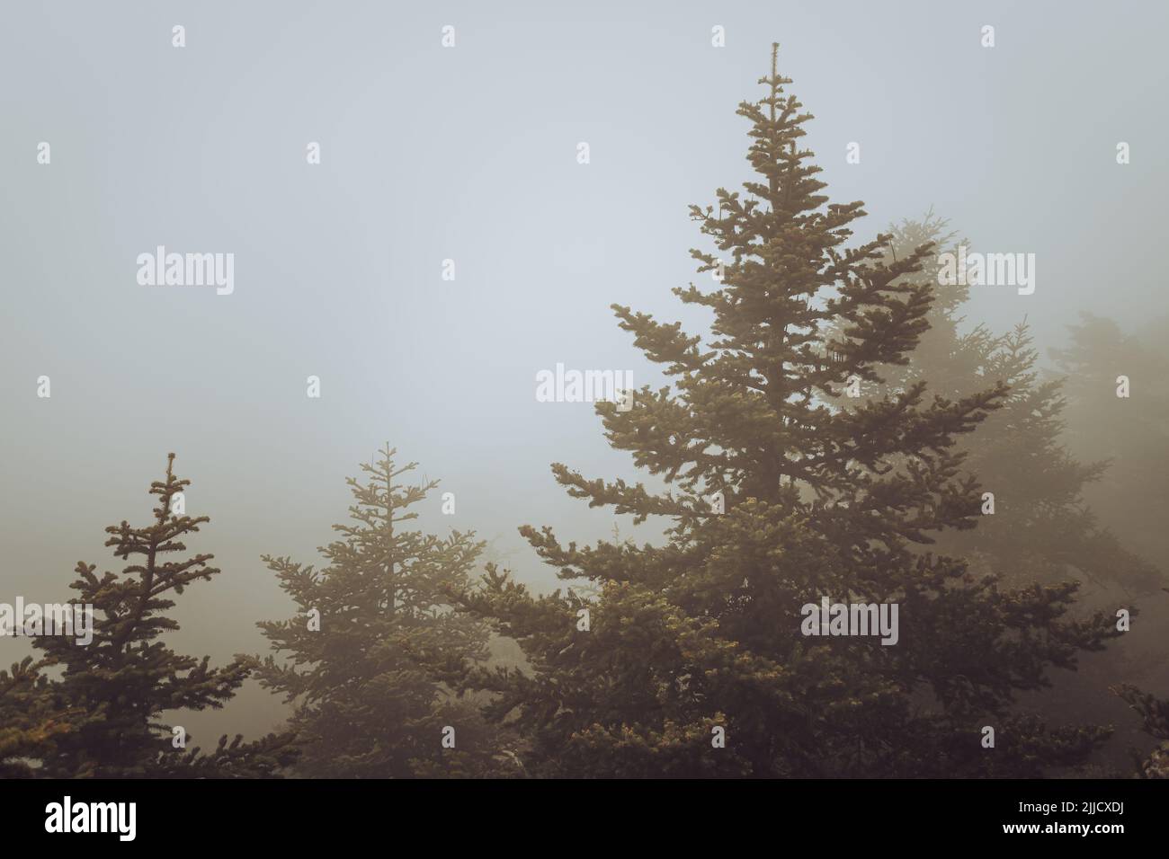 Fir forest abstract landscape in heavy fog background Stock Photo - Alamy