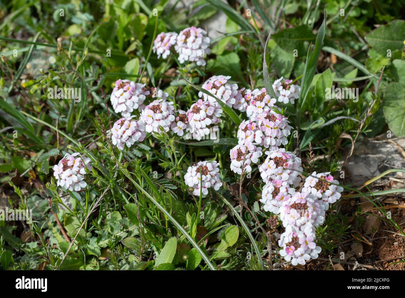Pink iberis hi-res stock photography and images - Alamy