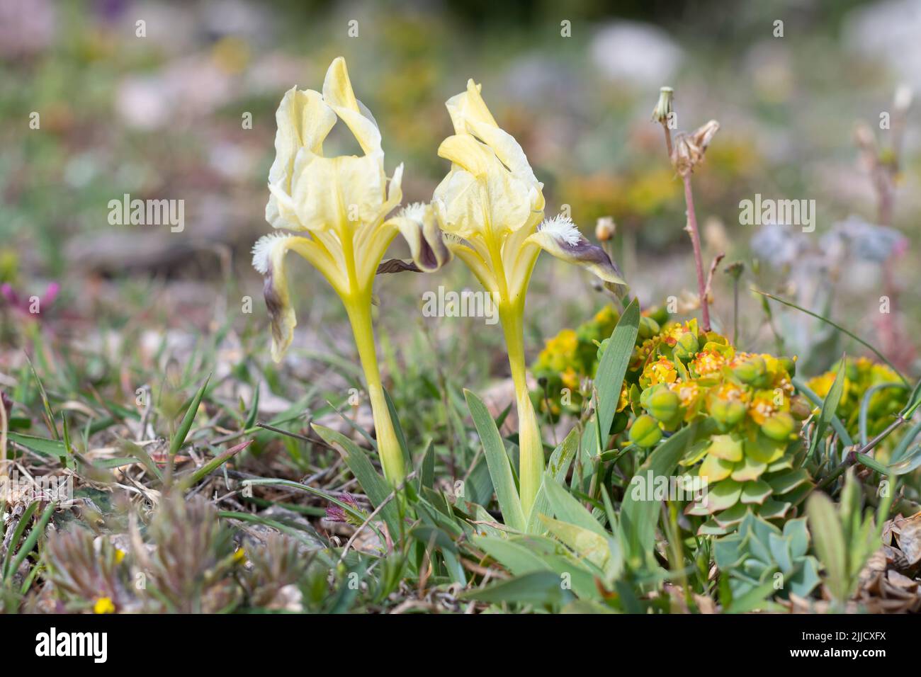 Iris attica hi-res stock photography and images - Alamy