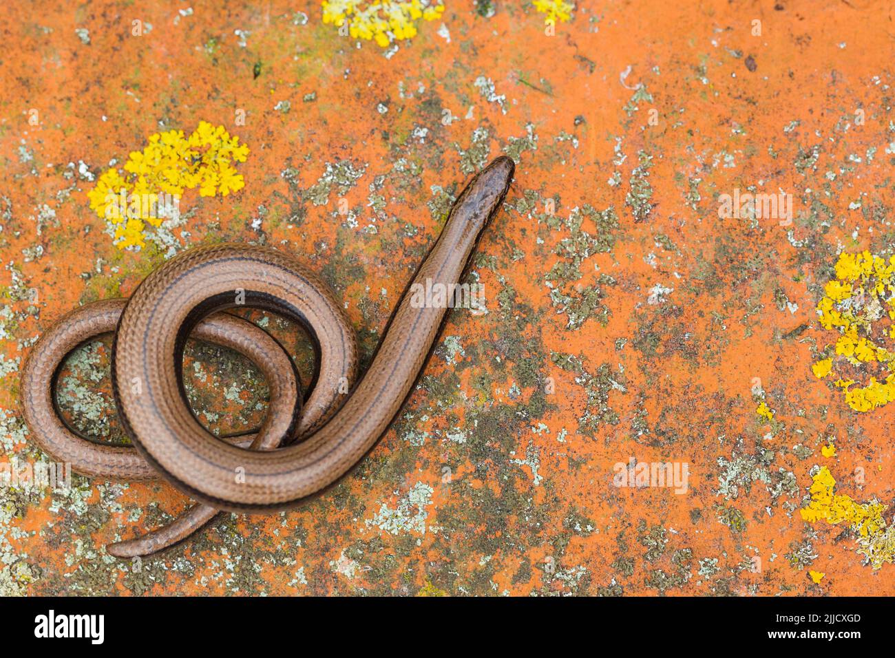 Slow worm Anguis fragilis (controlled conditions), adult female, coiled ...