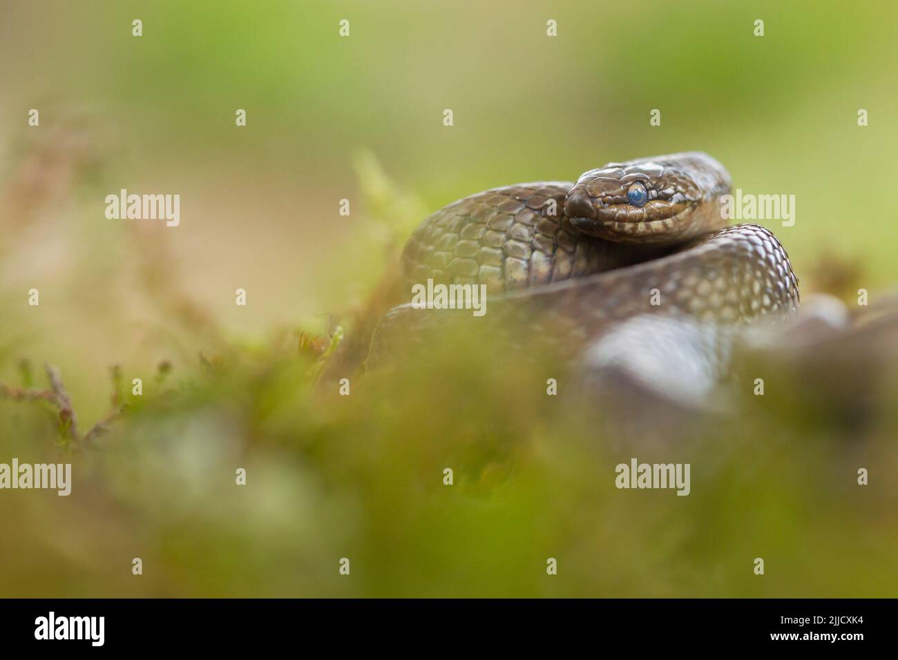 Smooth snake Coronella austriaca (under licence), adult male, coiled ...