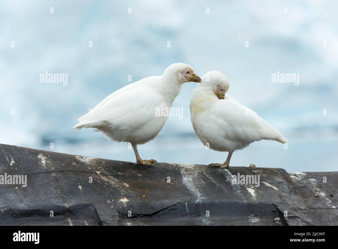 Snowy sheathbill Chionis albus, adult, allopreening on building rooftop ...