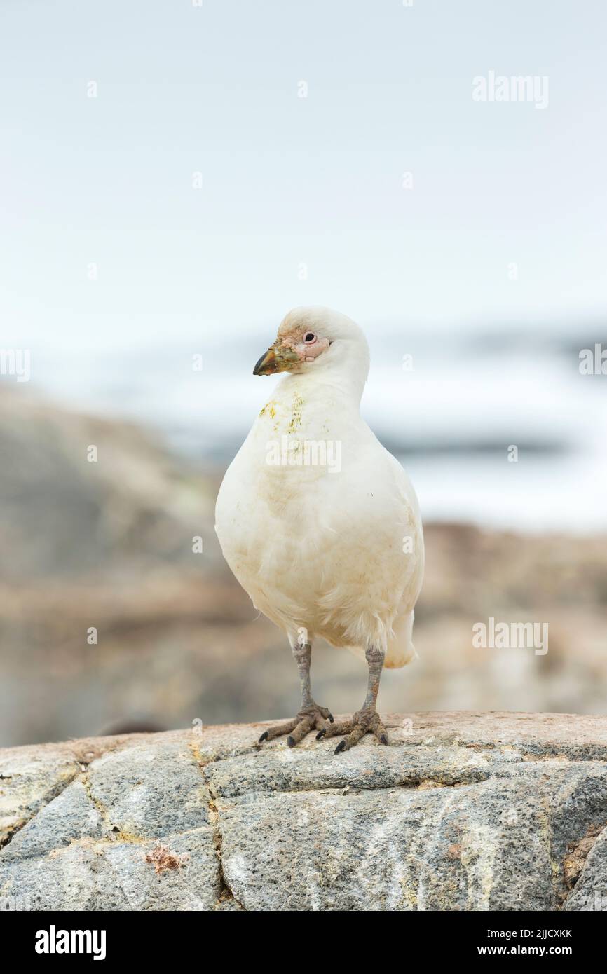 Snowy sheathbill Chionis albus, adult, perched on rocks, Port Lockroy ...