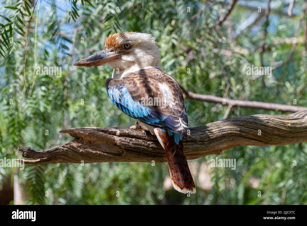 Blue-winged Kookaburra (Dacelo leachii) male bird Stock Photo - Alamy