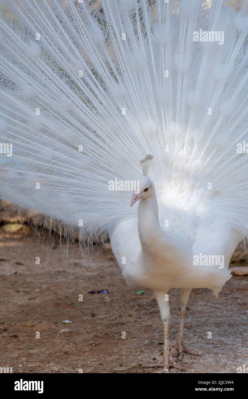 White peacock with his tail feathers wide open Stock Photo - Alamy