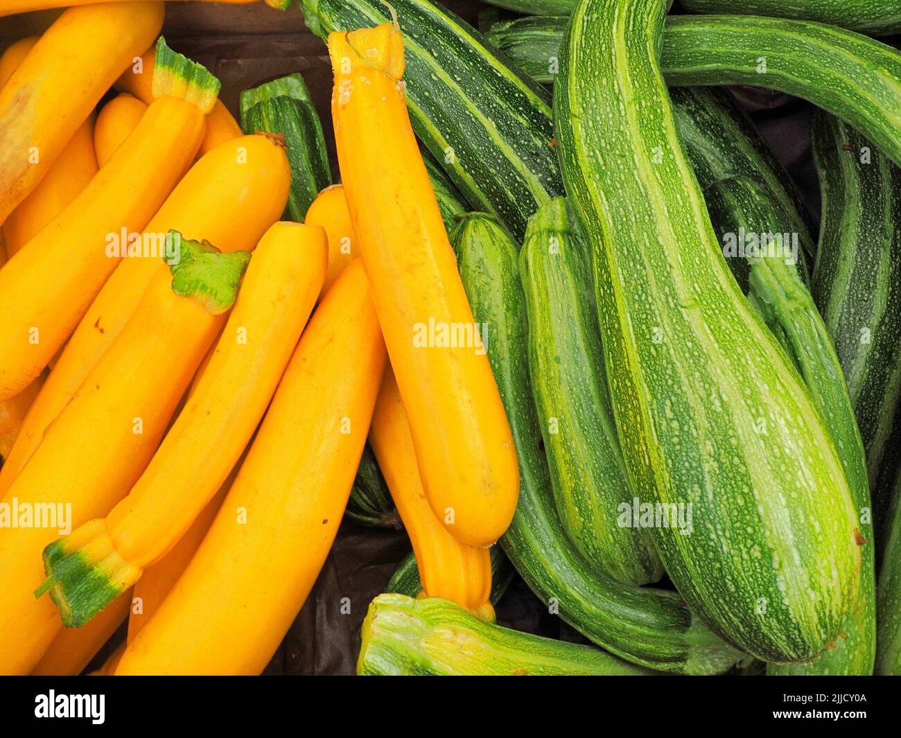 fresh organic orange and green summer squash at eugene saturday market ...