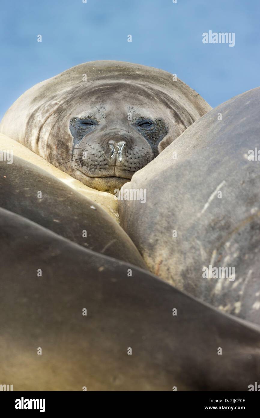 Southern elephant seal Mirounga leonina, hauled out and asleep on top ...