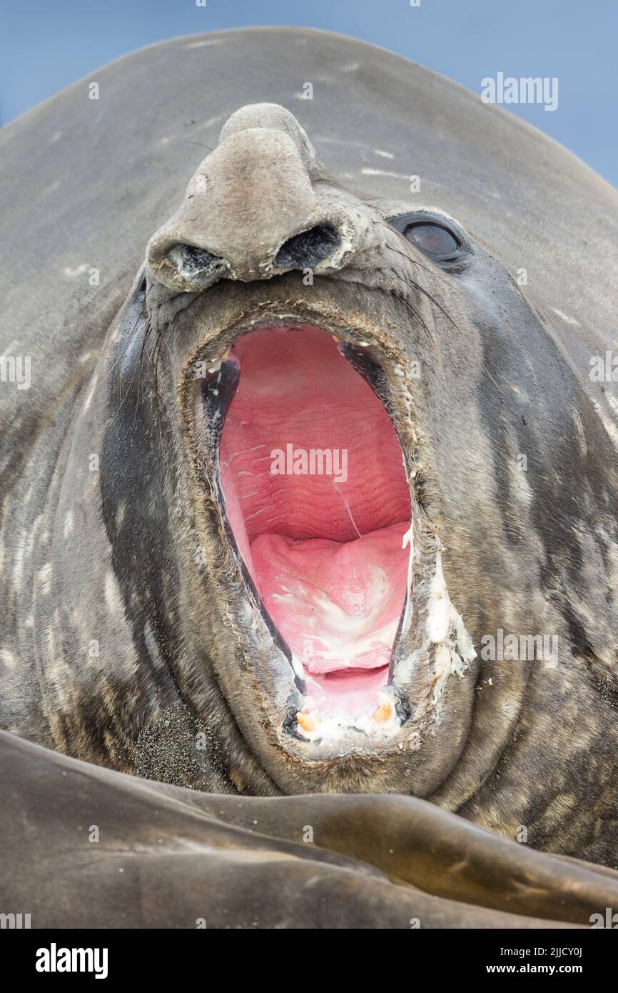 Southern Elephant Seal Mirounga Leonina Bull Yawning And Showing