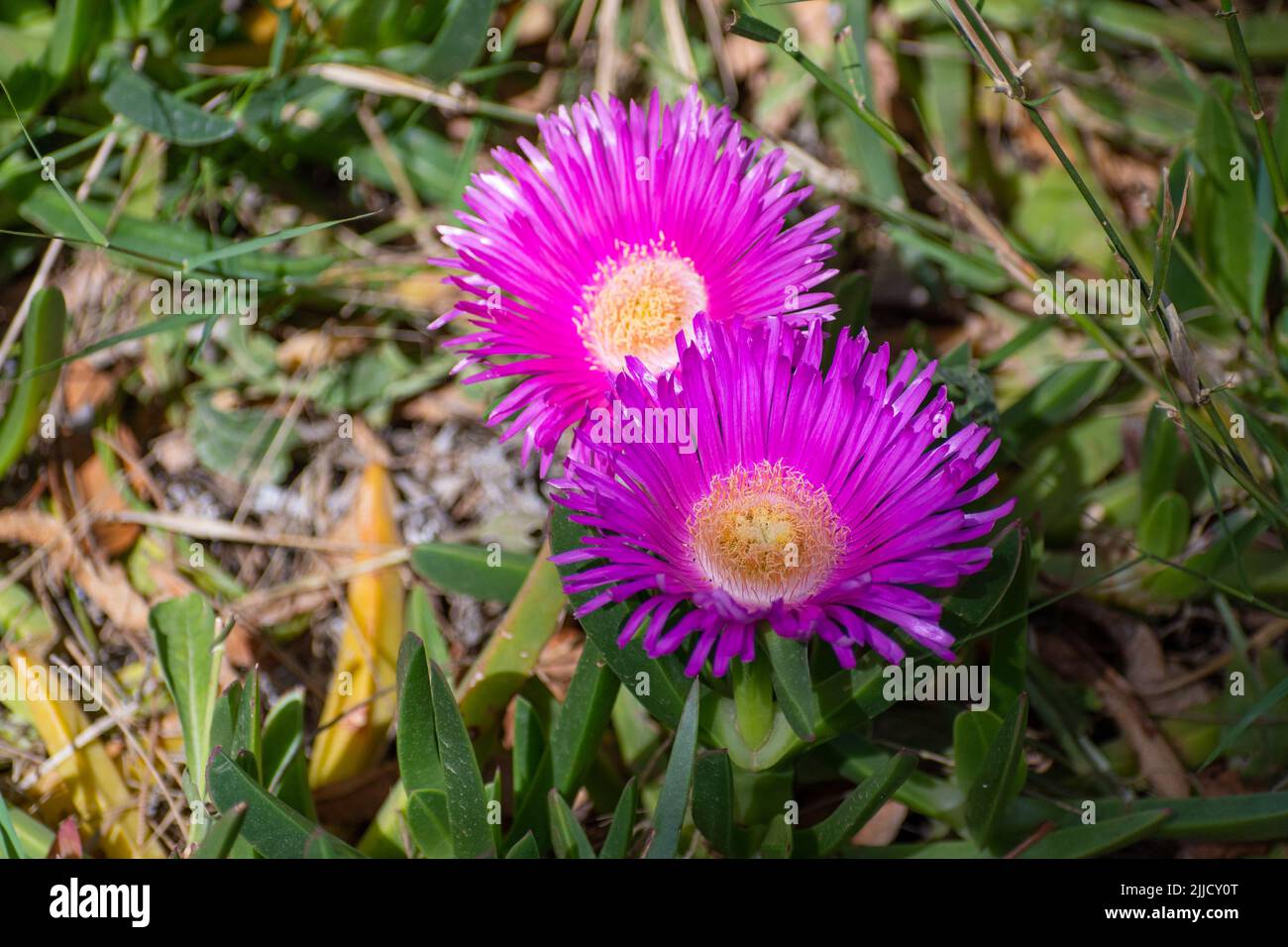 Carpobrotus chilensis (sea fig) succulent flower Stock Photo - Alamy