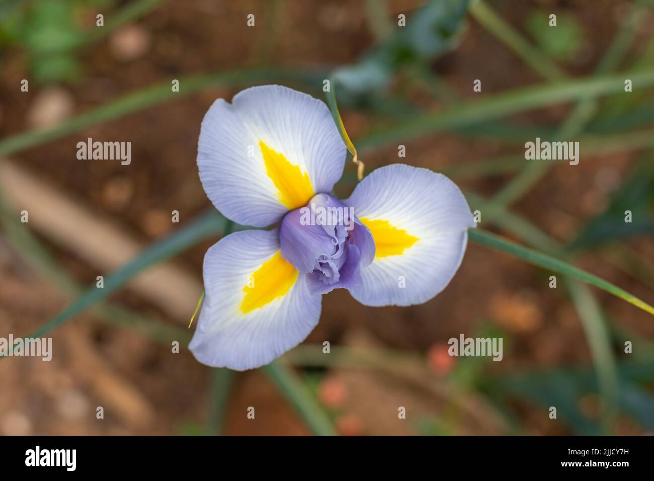 Top view single iris hi-res stock photography and images - Alamy