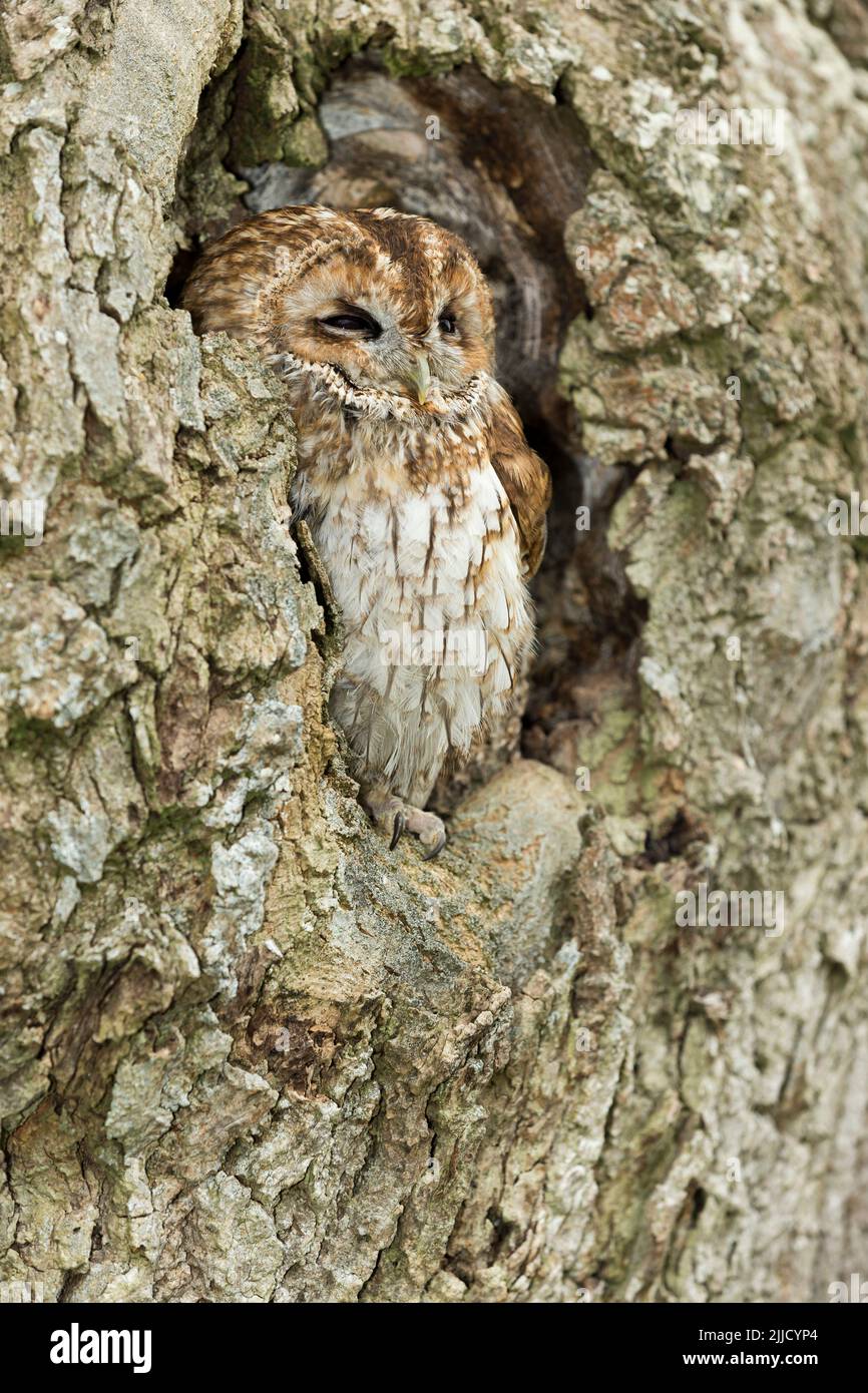 Tawny owl Strix aluco (captive), adult perched in tree hole, Castle ...