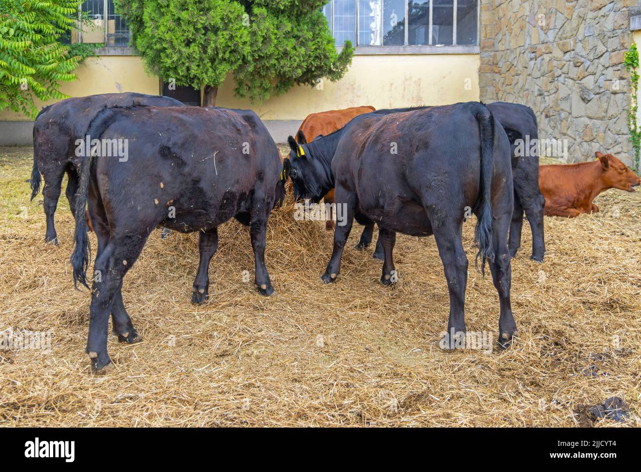 Many cows eating hay hi-res stock photography and images - Alamy