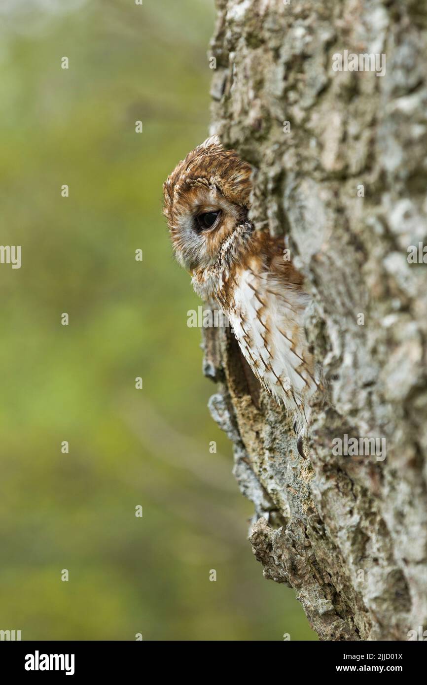 Tawny owl Strix aluco (captive), adult perched in tree hole, Castle ...