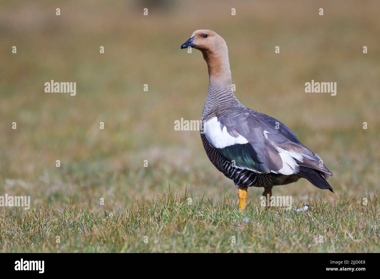 Female magellan goose hi-res stock photography and images - Alamy