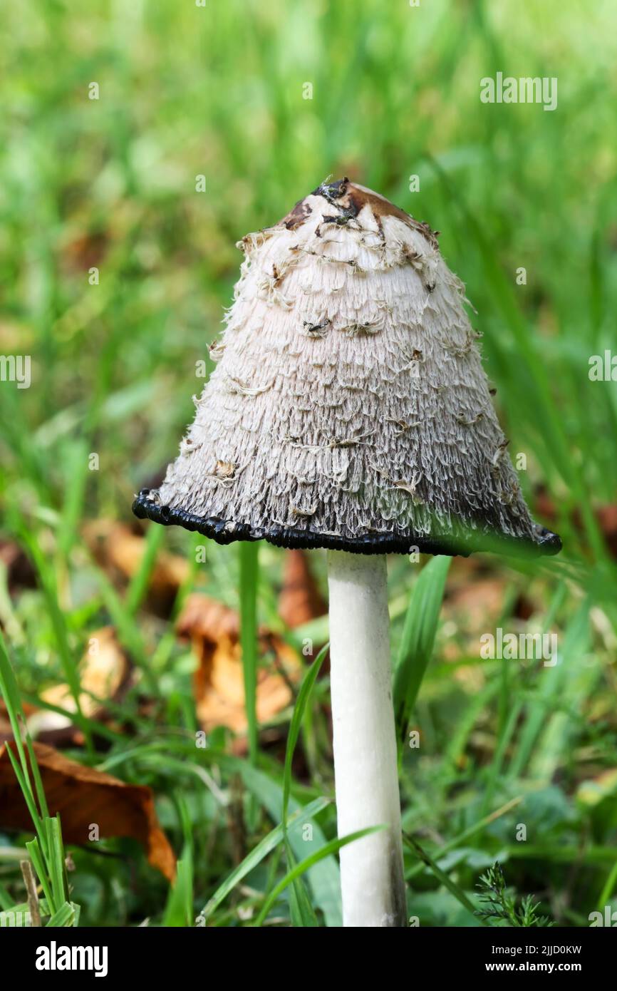 Edible stage hi-res stock photography and images - Alamy