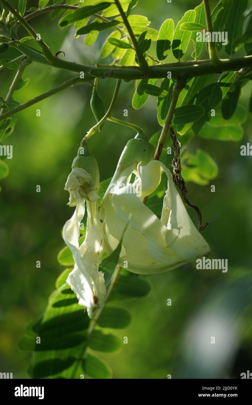 Vegetable hummingbird (Also called Sesbania grandiflora, hummingbird ...