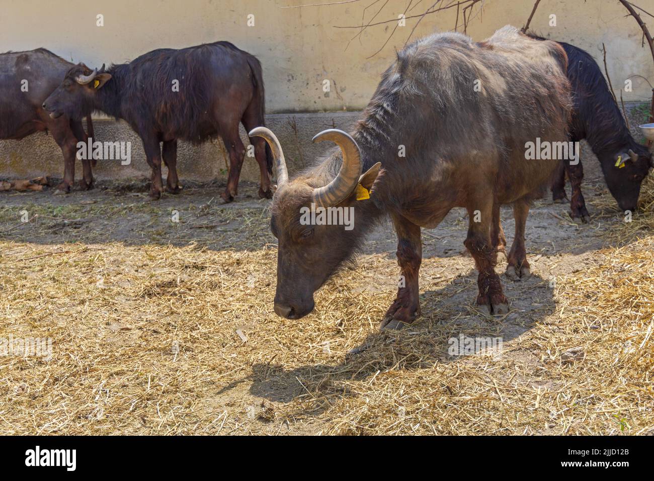 Herd of Domestic Water Buffalo at Animal Farm Stock Photo - Alamy