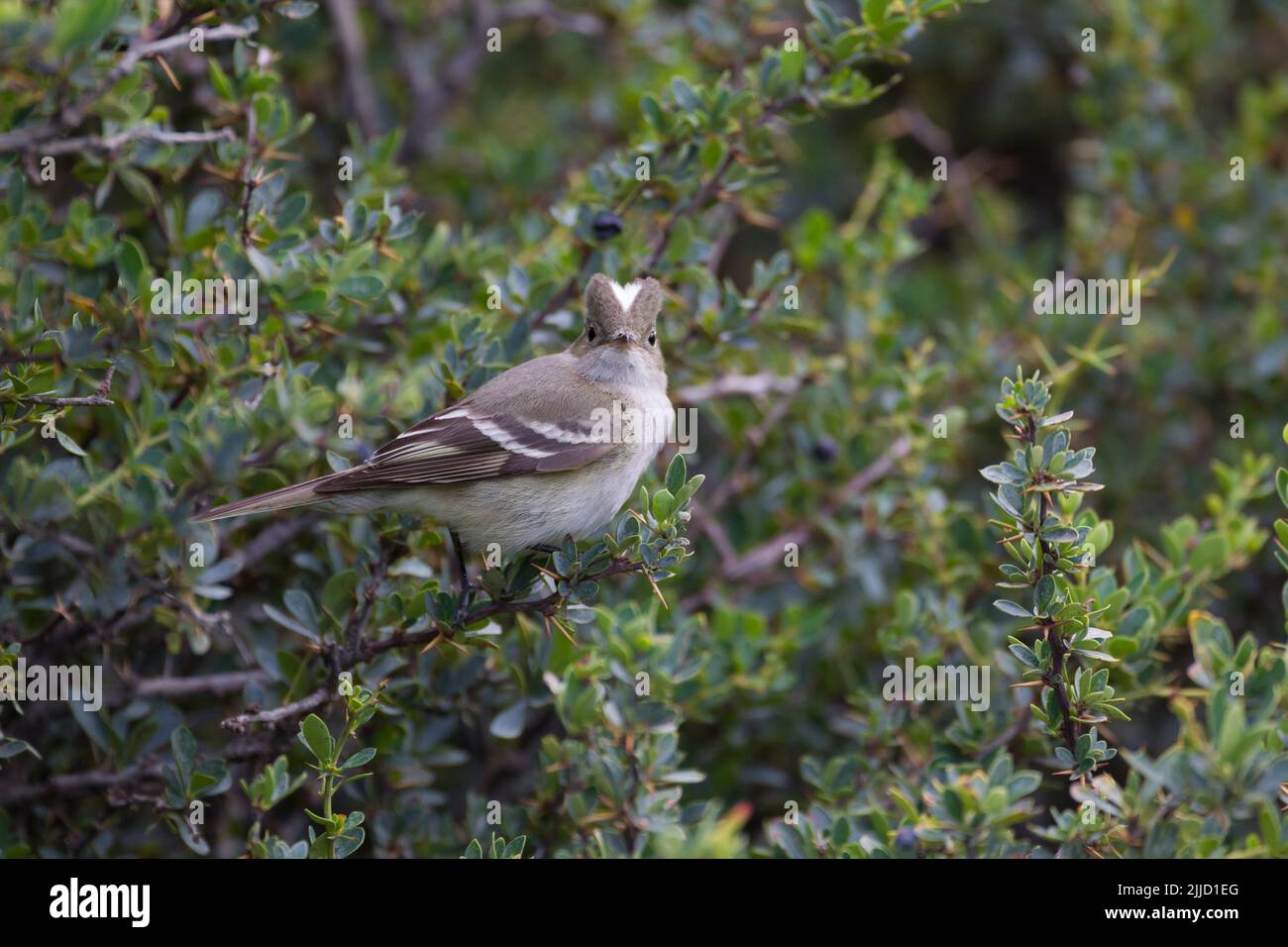 Corporacion nacional forestal hi-res stock photography and images - Alamy