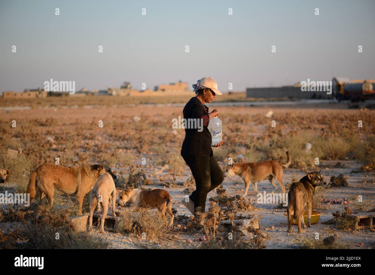 Animal welfare dogs africa hi-res stock photography and images - Alamy