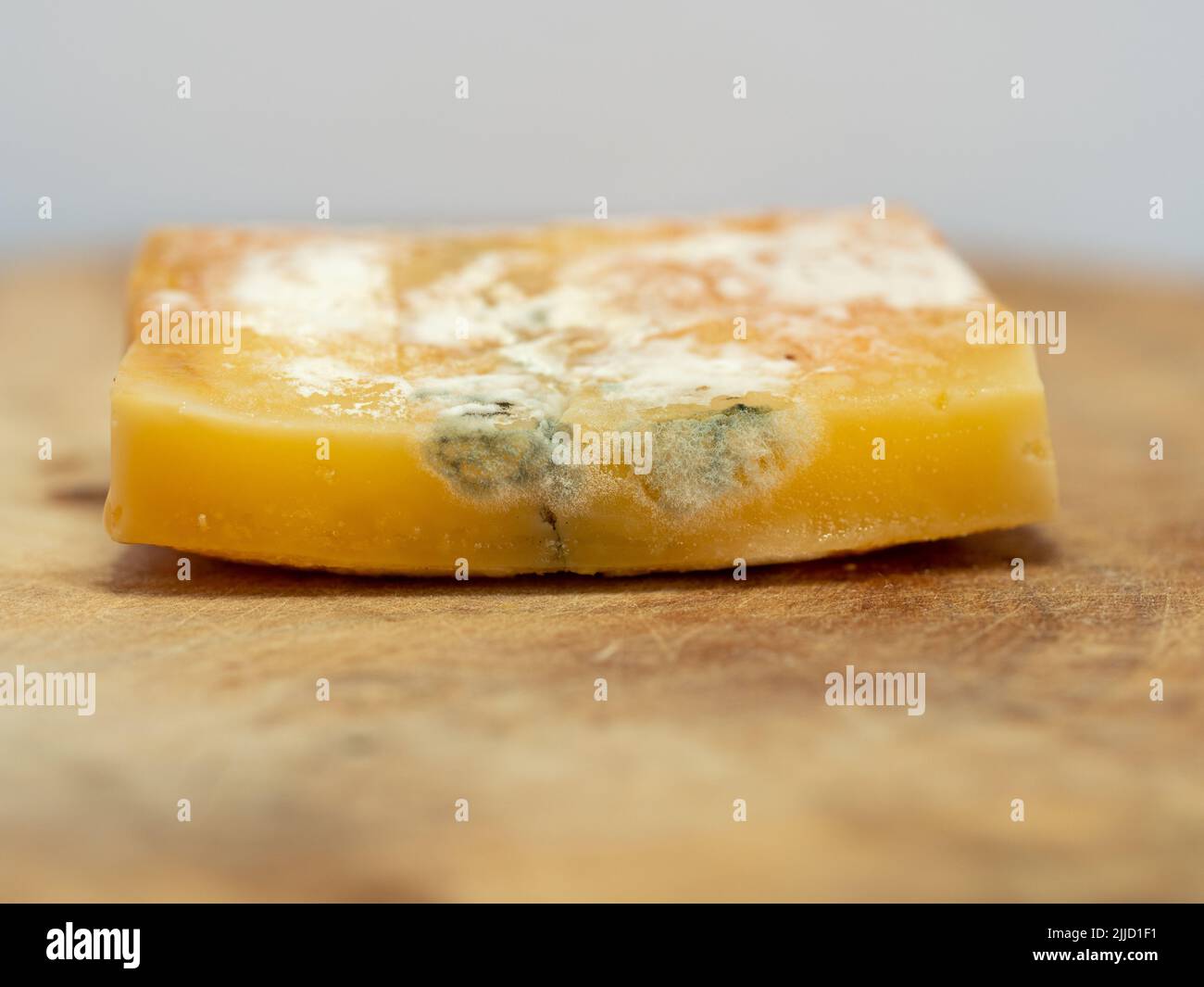 fungus, white mold on yellow cheese, close-up macro shots, many details ...