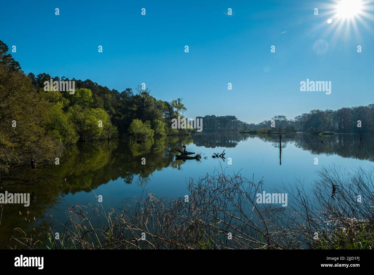 Morning sunlight bright star burst in the sky highlighting the trees ...