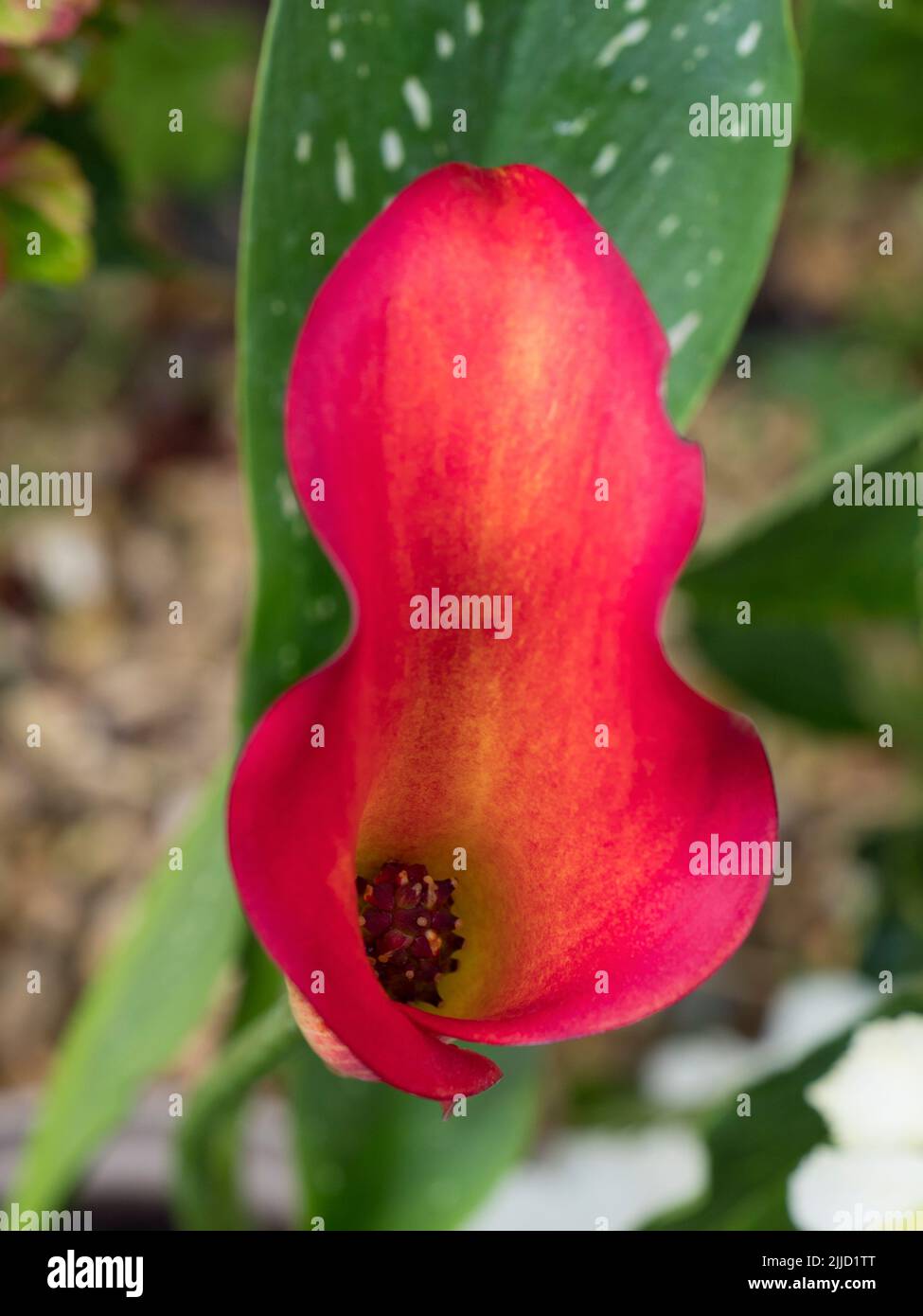 Calla Lilies favour bog, marshes, ponds and wet places; they are native ...