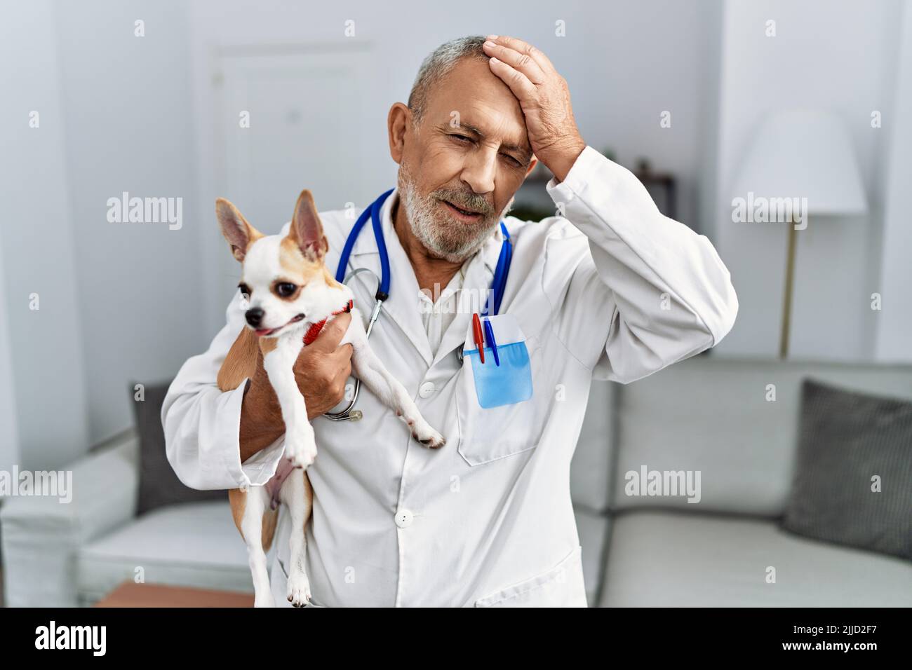 Mature veterinarian man checking dog health stressed and frustrated ...