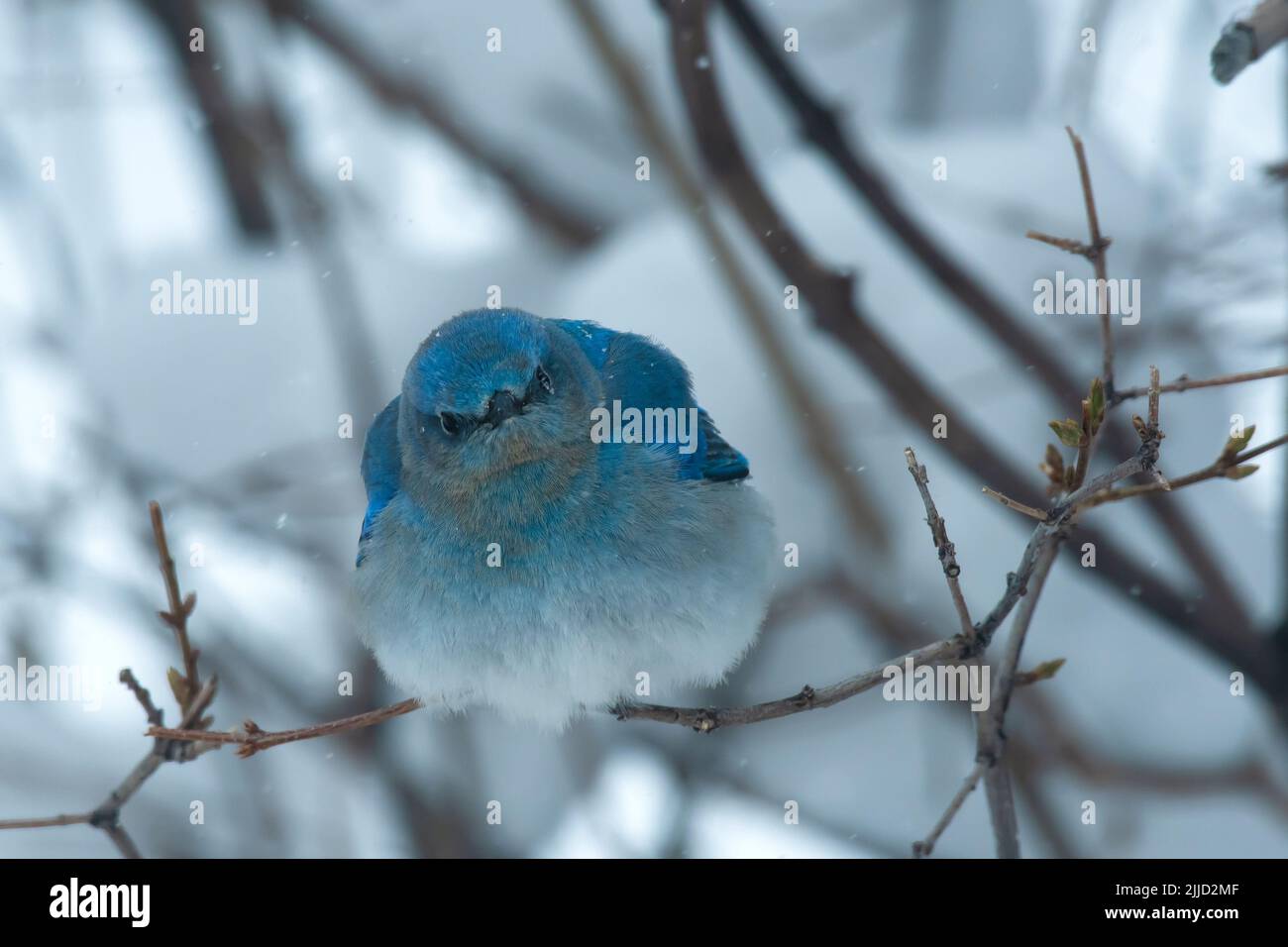 Bluebird small thrush bird hi-res stock photography and images - Alamy