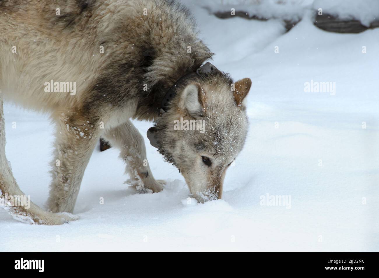 Wolf tracking collar hi-res stock photography and images - Alamy