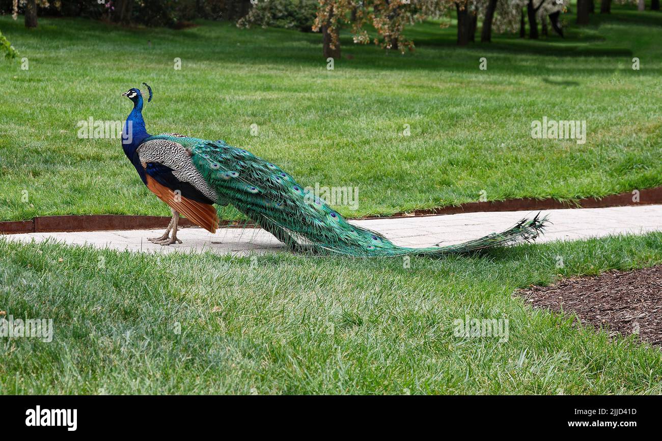 Peacock Portrait Full Side View Feathers Down Colorful Bird Long Tail Feathers Form A Train