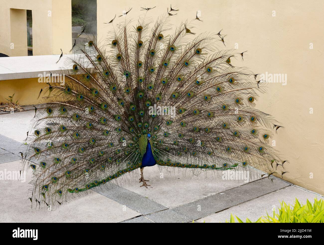peacock portrait, full front view, tail feathers spread in large fan ...
