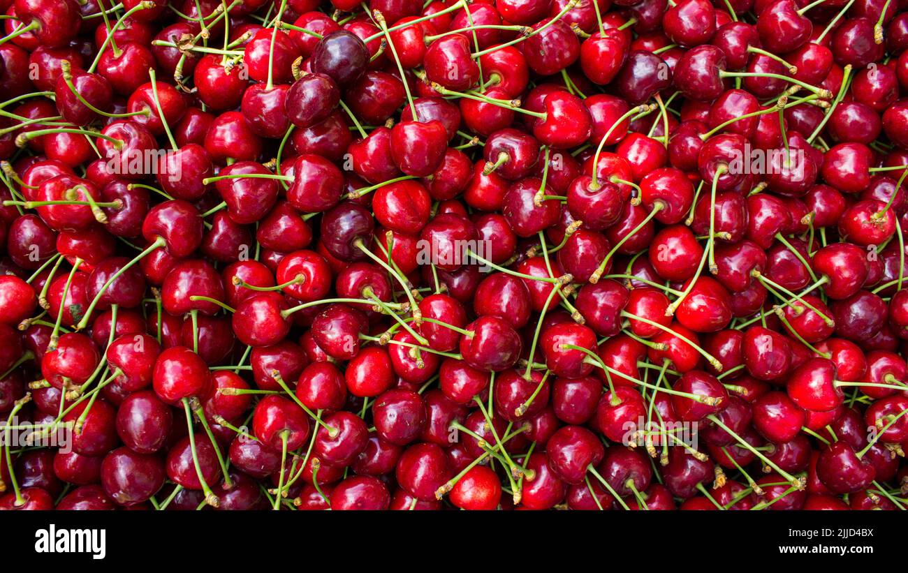 Cherry background. Top view of ripe cherries. Full frame fruit ...