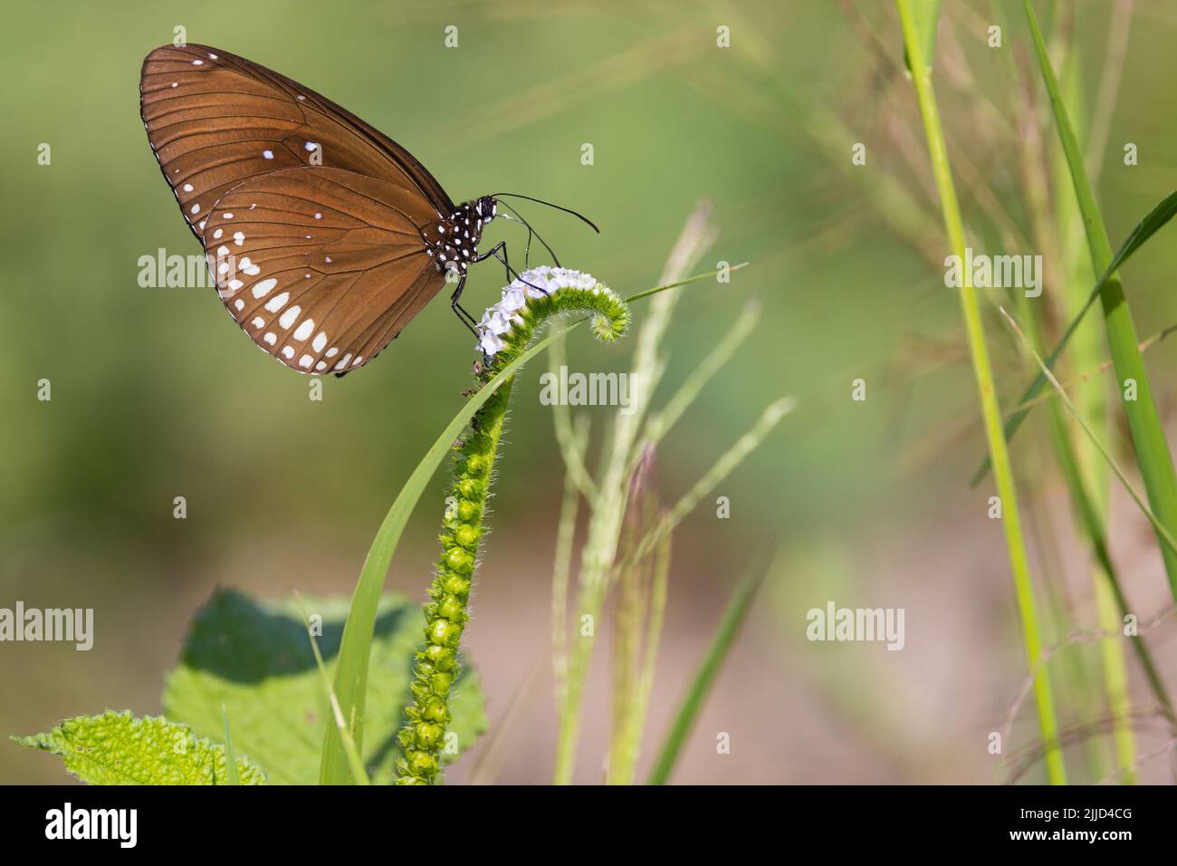 Butterfly common Indian crow (Euploea core) gathering pollen in a wild ...