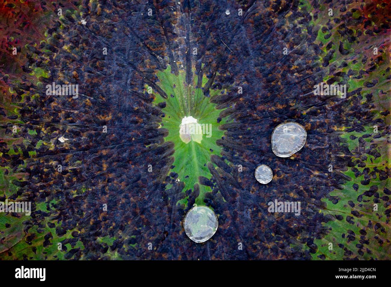Abstract background dry lotus leaf hi-res stock photography and images ...
