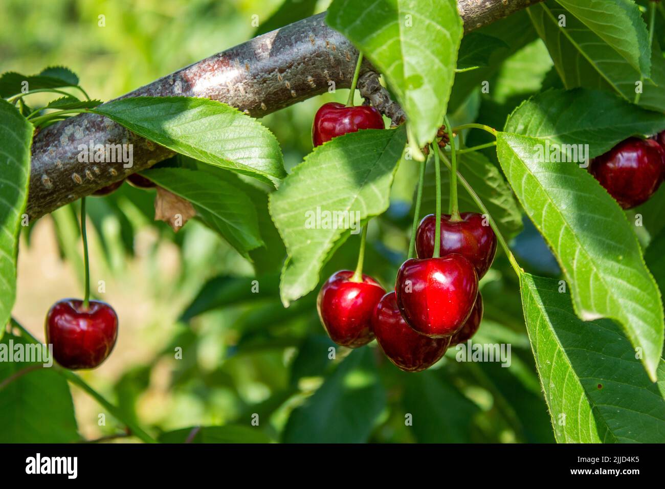 Cherry fruits on tree branches. Closeup photo of tasty ripe cherries ...