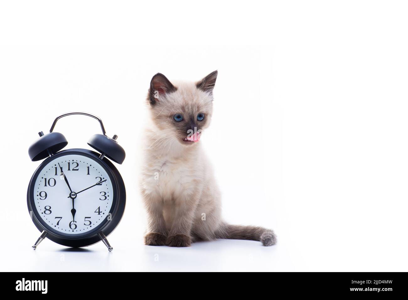 Small blue-eyed kitten Siamese Thai breed. Cat is sitting near the ...